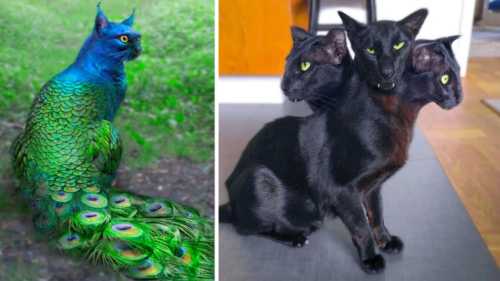 15 Abnormally Strange Cats That Actually Exist | Real MonEy Studio